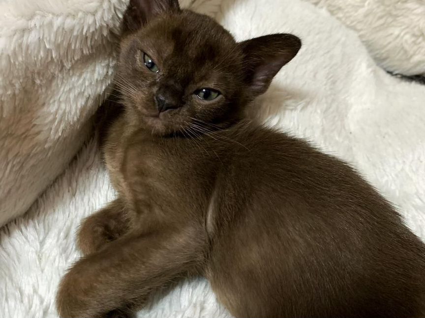 Бурманская кошечка