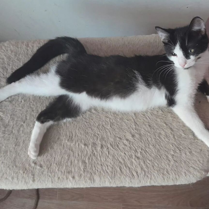 Котенок в добрые руки