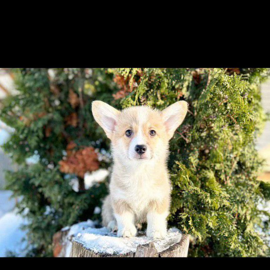 Вельш корги пемброк