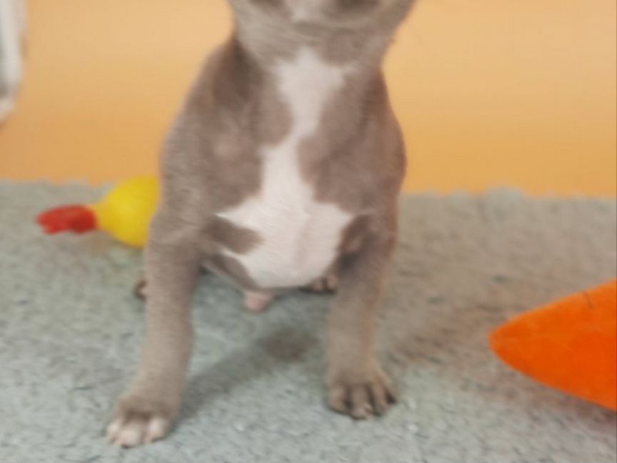 Лиловое чудо