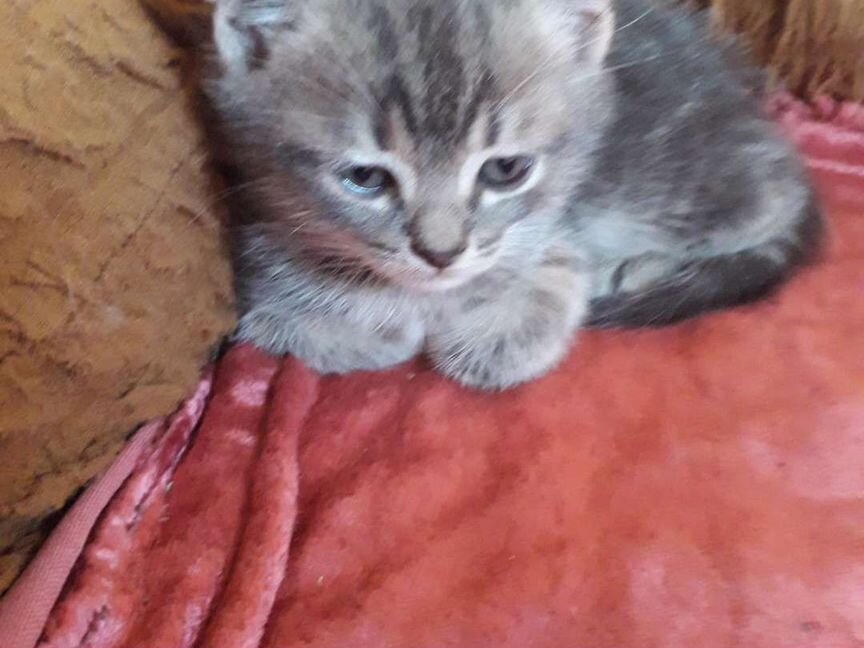 Котик и две кошечки,самостоятельные в добрые руки
