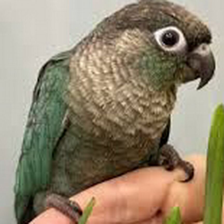 Попугай пиррура