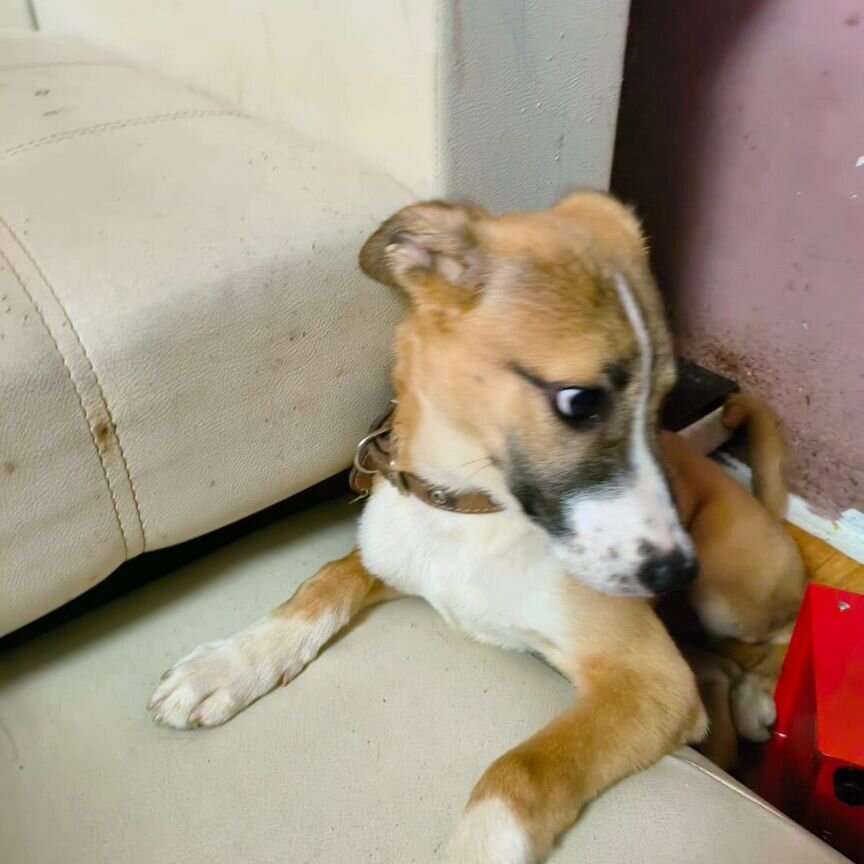 Красавчик Бантик