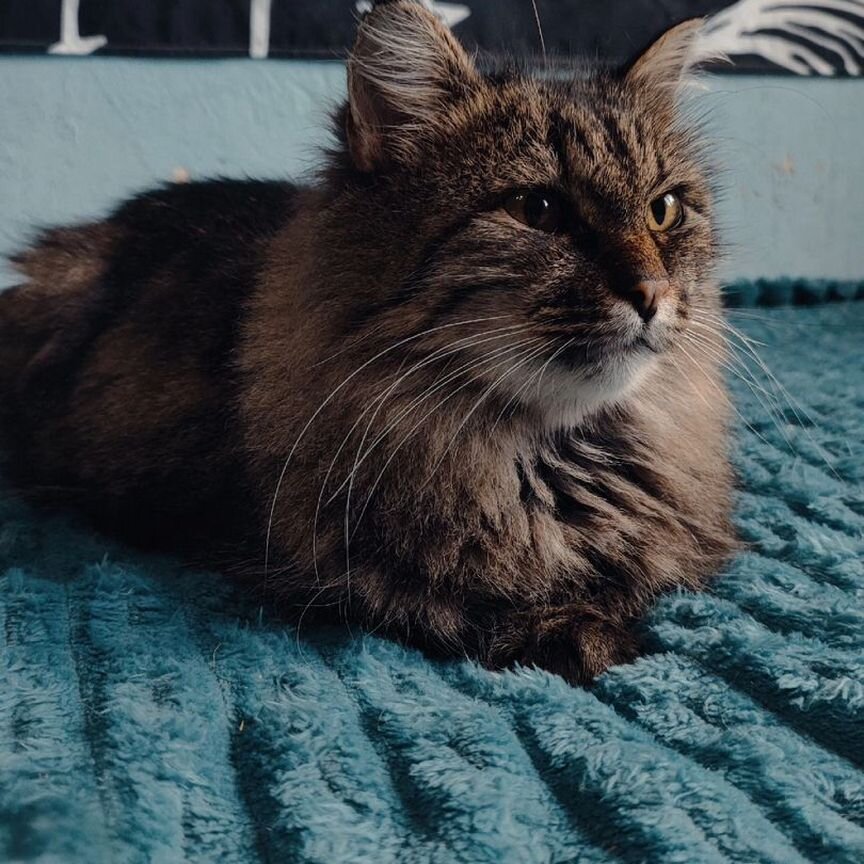 Котик Габриель в добрые руки