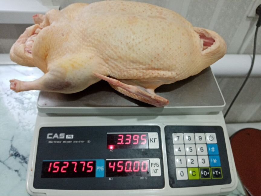 Утка Бройлерная домашняя