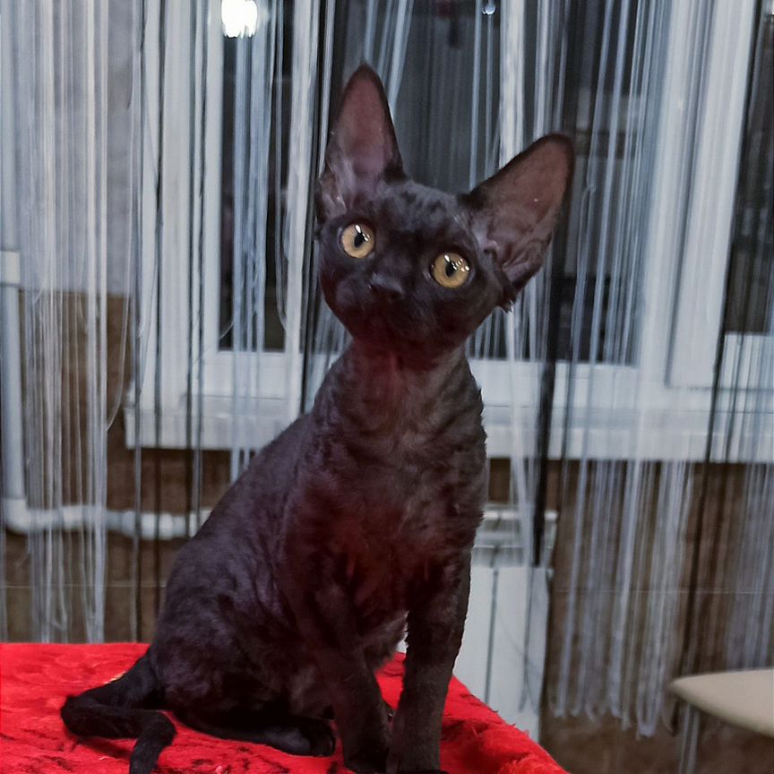 Девочка Моника