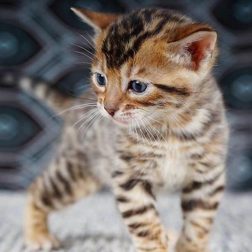 Бенгальские котята