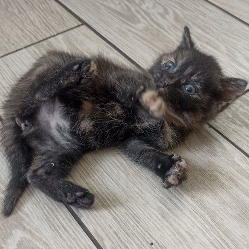 Котята в добрые руки бесплатно