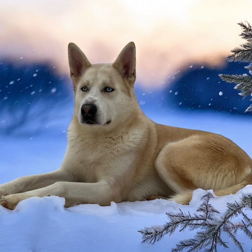 Собака Будулай в добрые руки