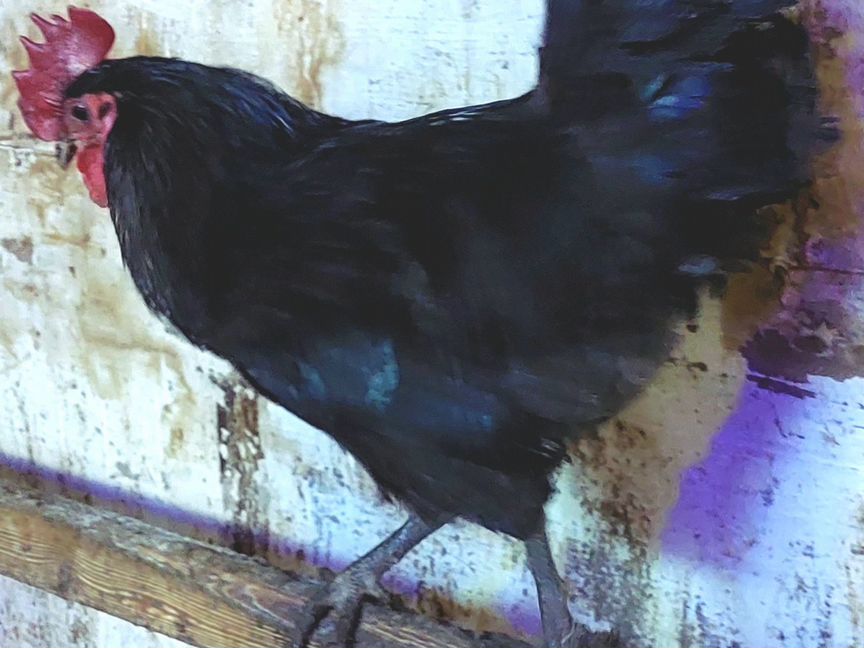 Петухи ухей илюй