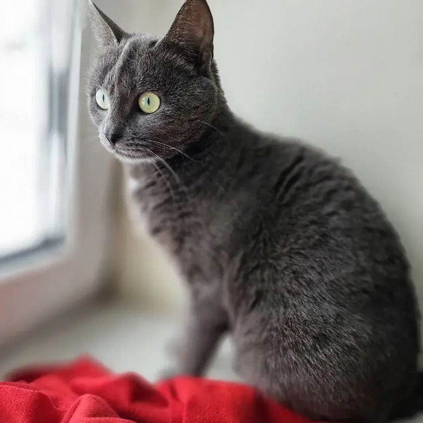 Взрослая, кошка в добрые руки