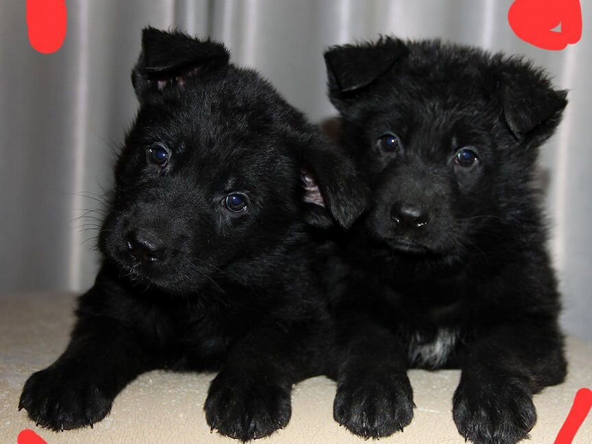 Щенки овчарята