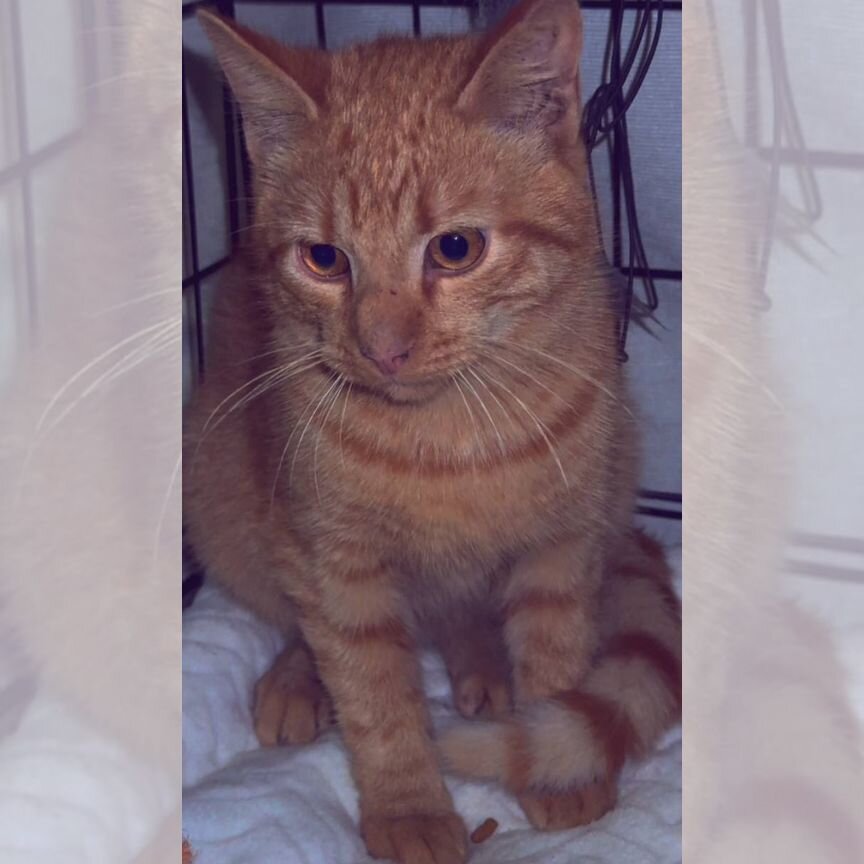 Рыжий котенок