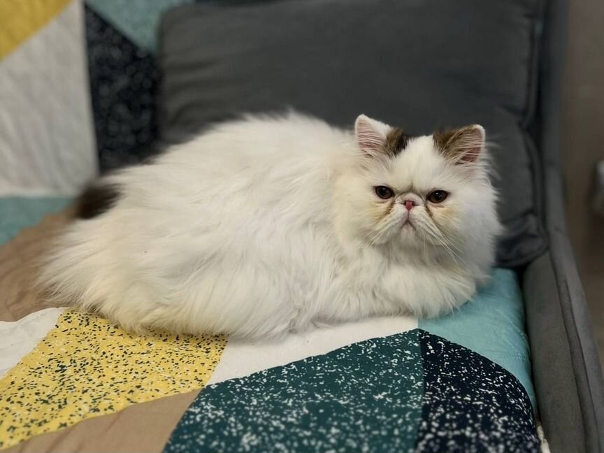 Персидский котёнок
