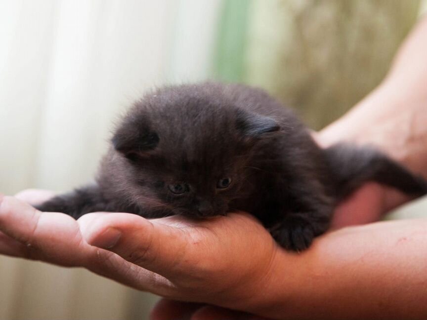 Кошка в дар