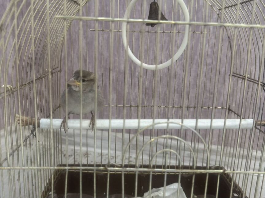 Воробей ручной