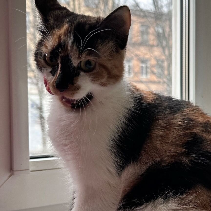 Милая кошечка котенок