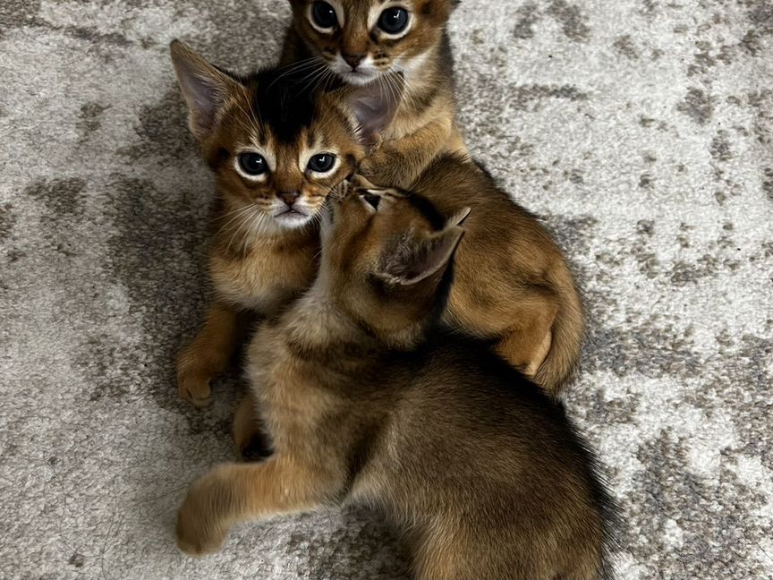Абиссинские котята