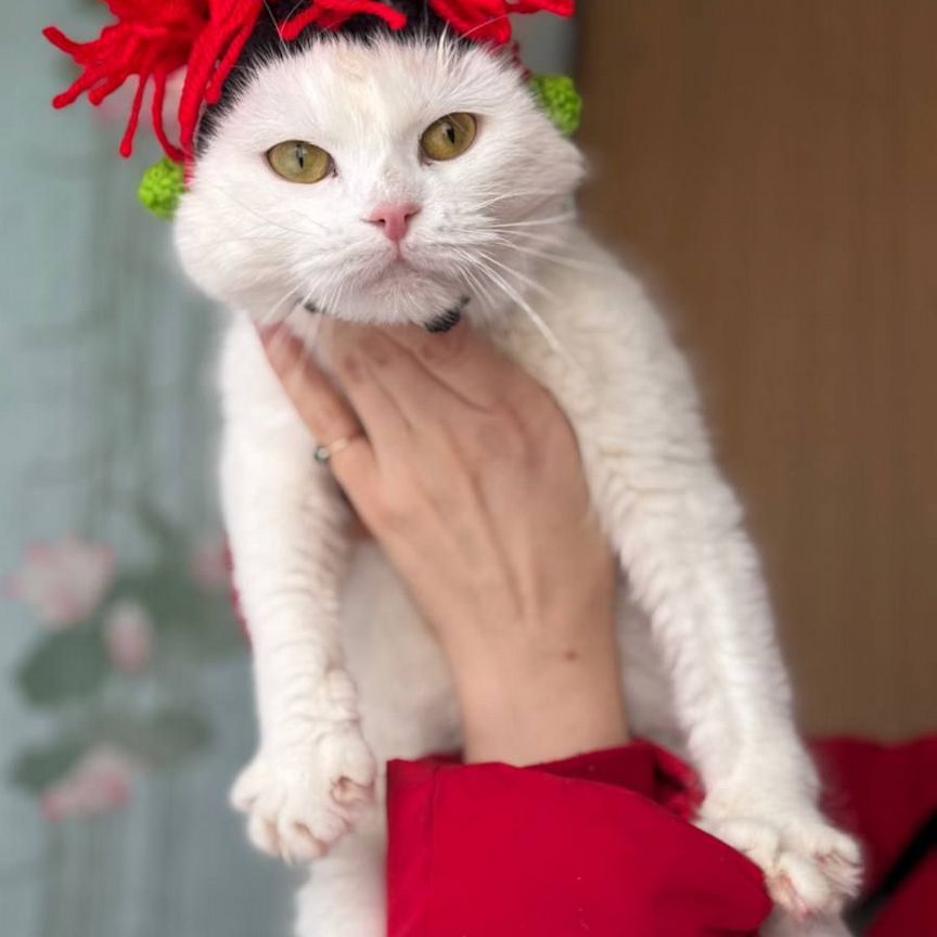 Взрослая, кошка в добрые руки