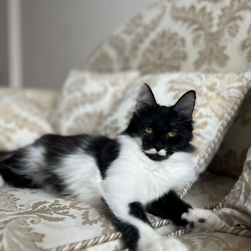 Котенок мальчик в добрые руки