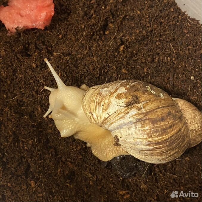 Улитки ахатины бесплатно
