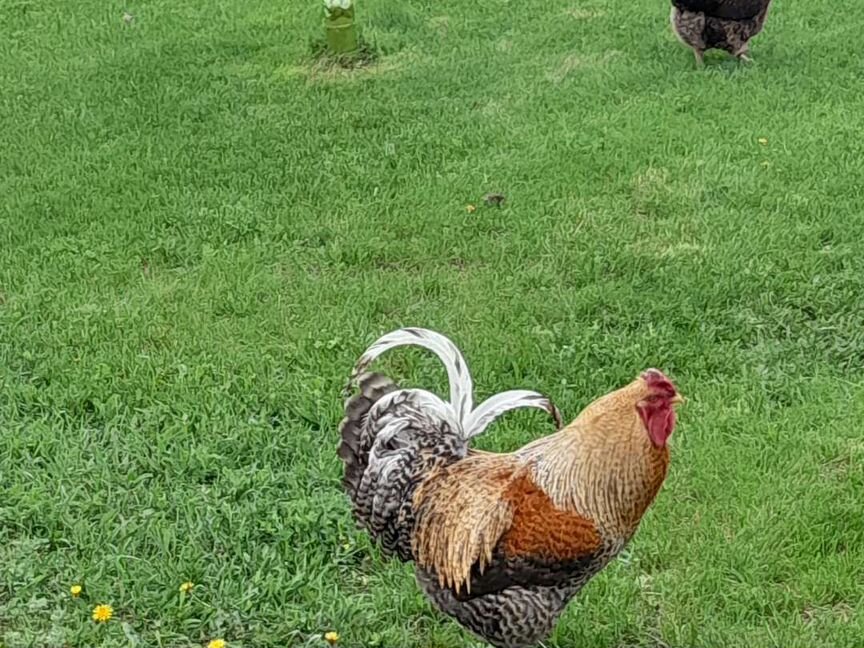 Утки шипуны