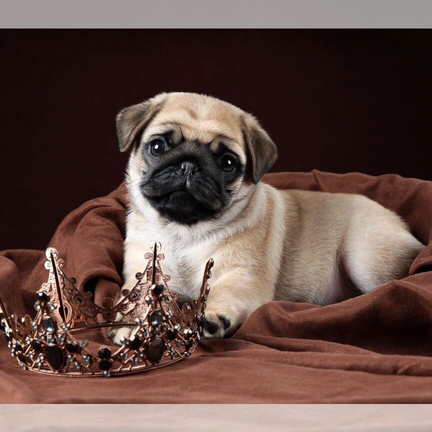 Мопс, щенок