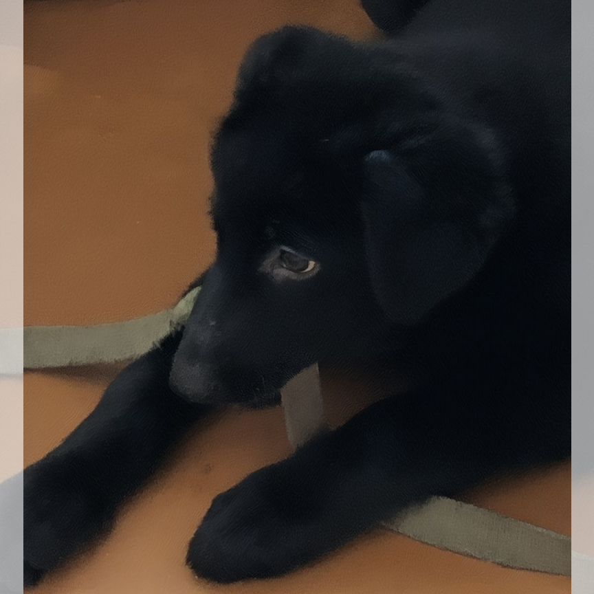 Немецкая овчарка, щенок