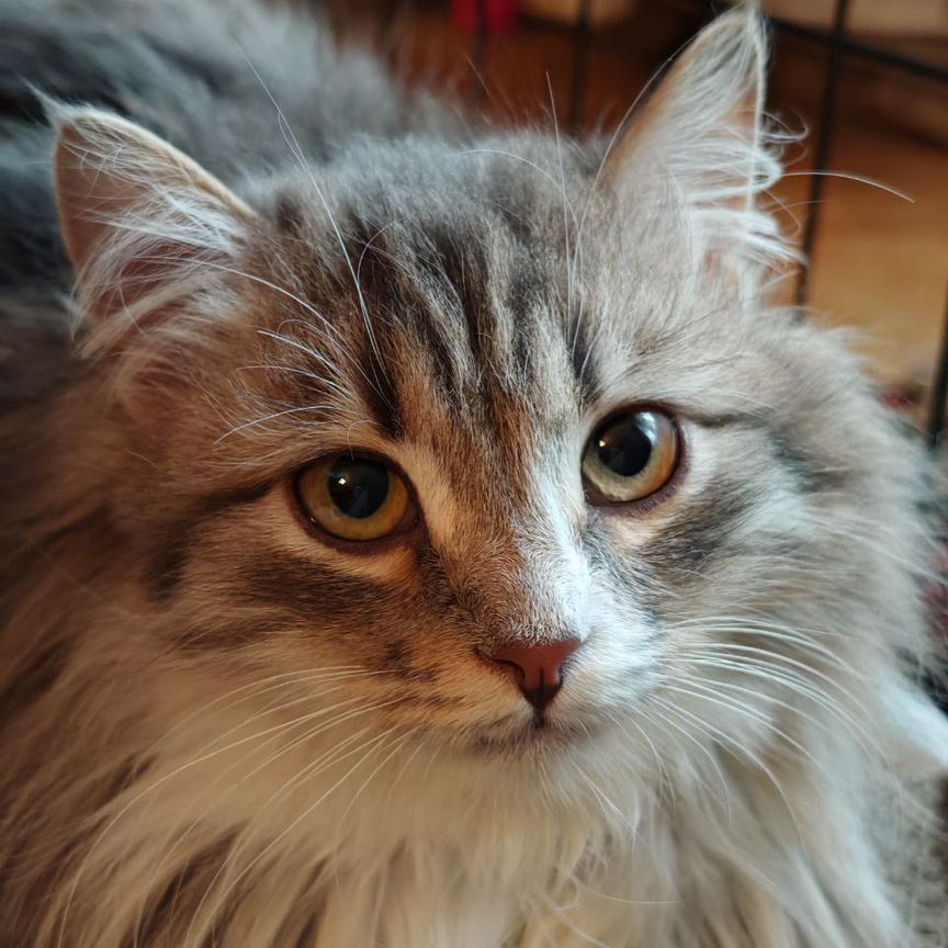 Котенок Пух