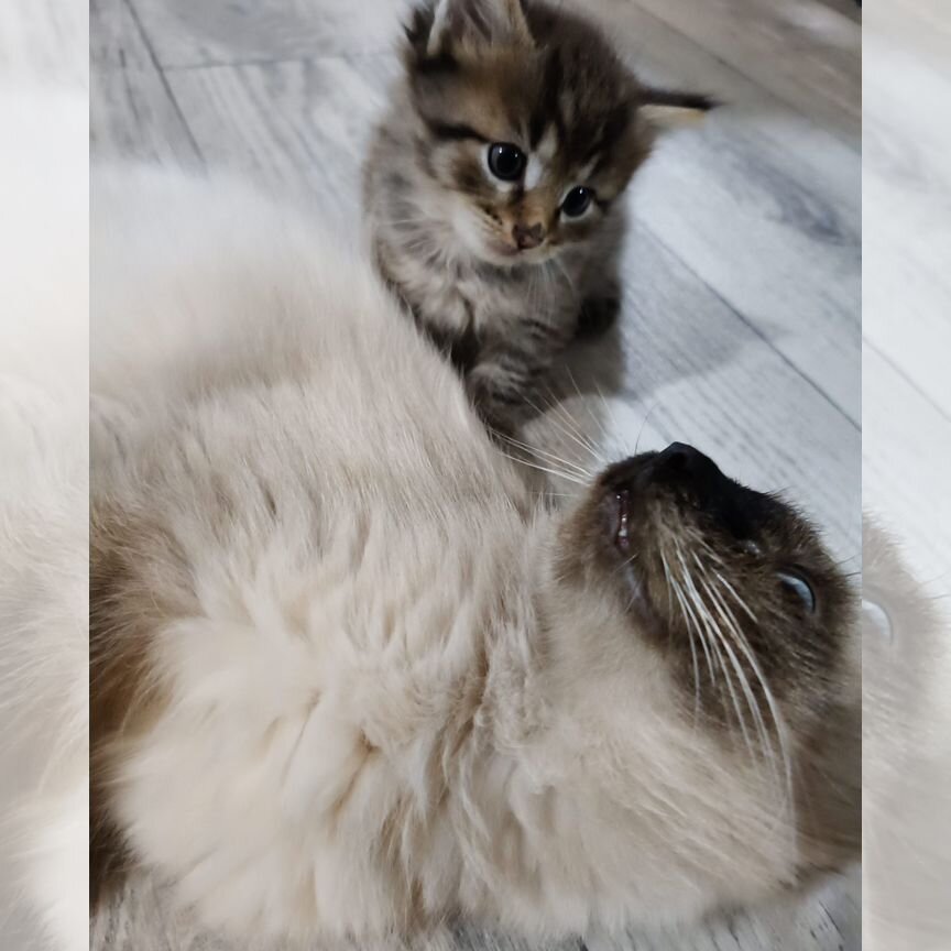 Котики бесплатно в добрые руки