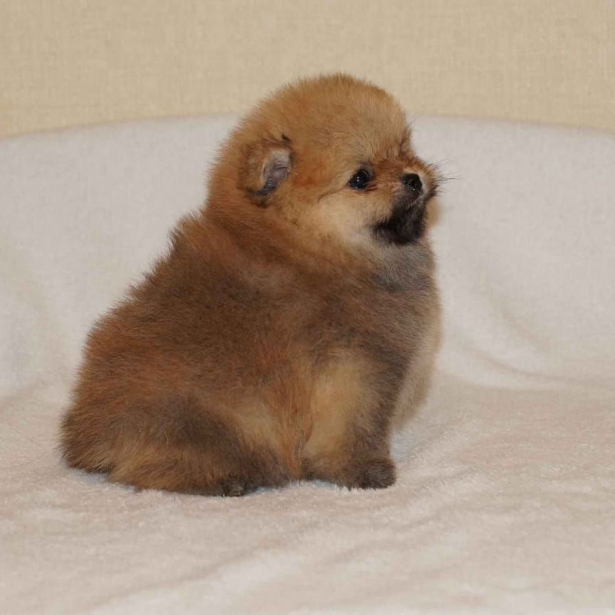 Искристое чудо