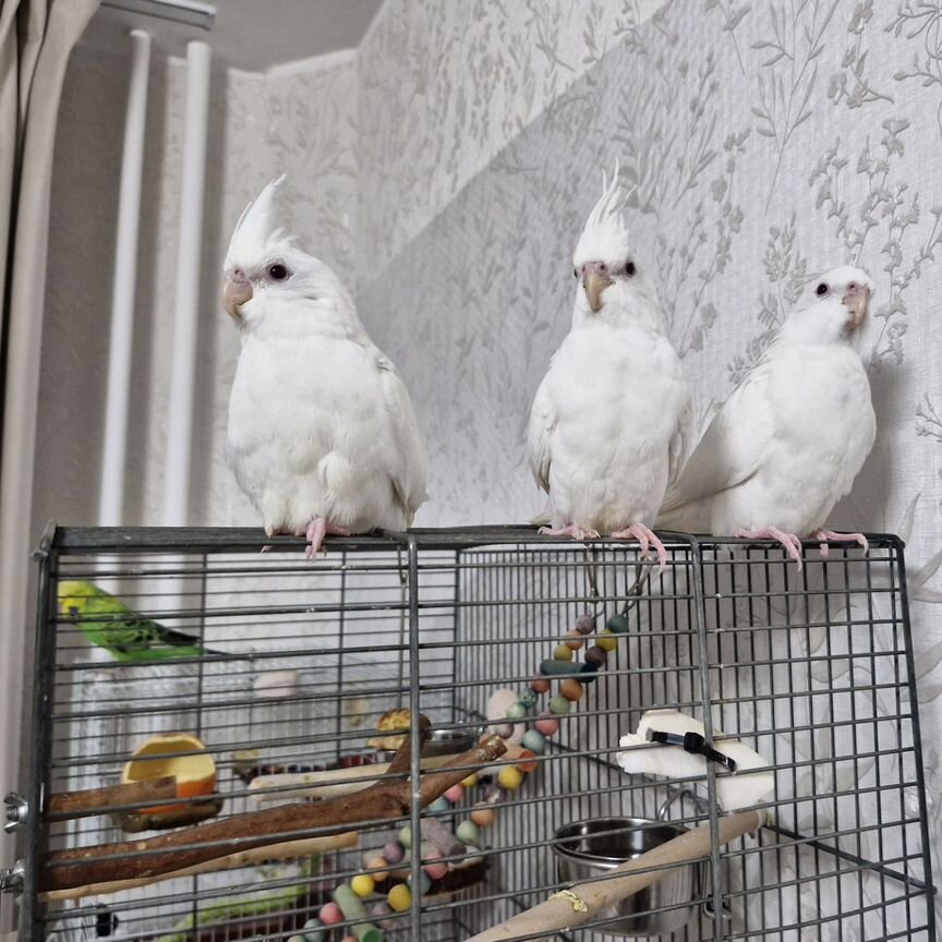 Попугай корелла птенец