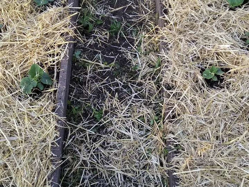 Солома в мешках