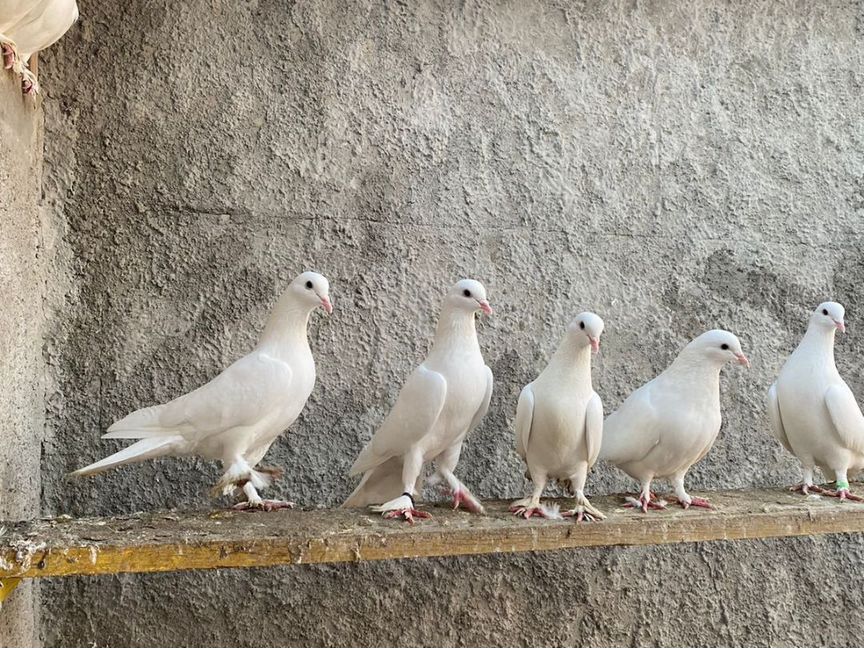 Голуби