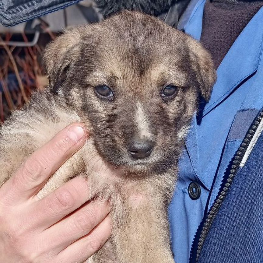 Щенок в добрые руки