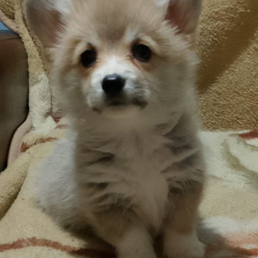 Щенок корги