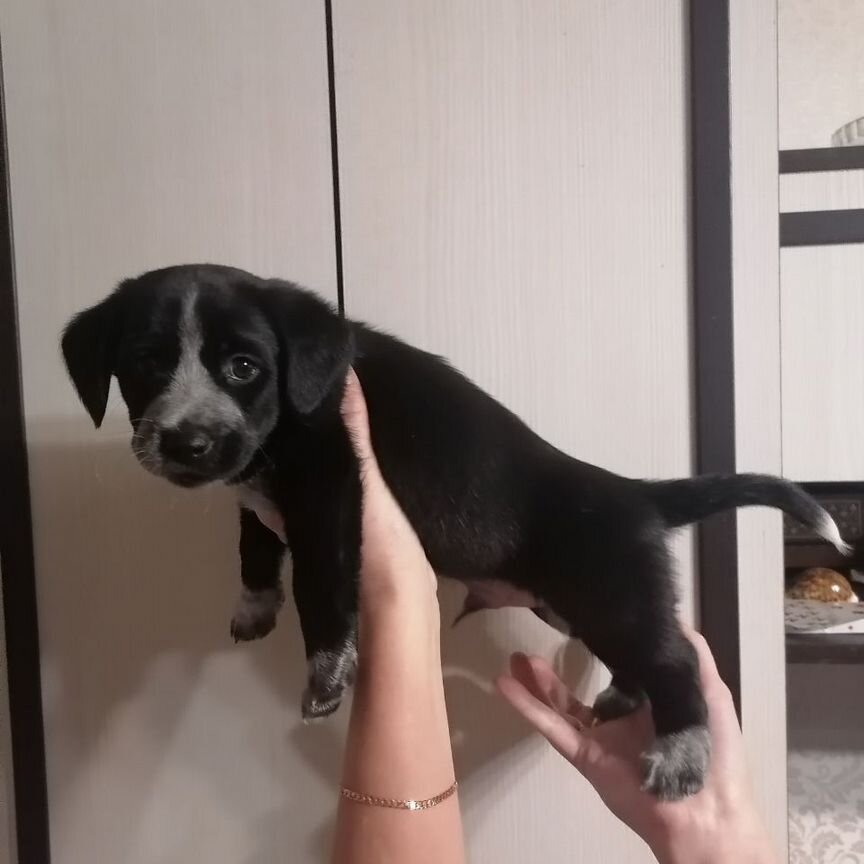 Щенок в добрые руки бесплатно