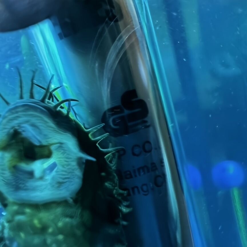 Сомик анциструсс