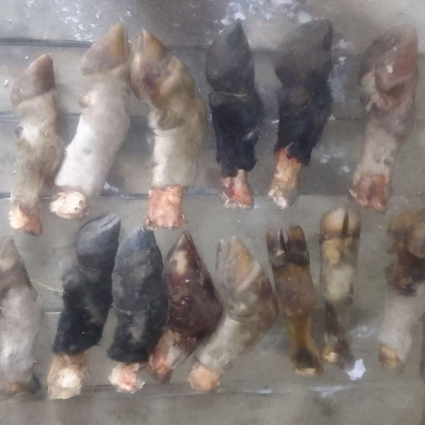 Копыто говяжье неопаленые