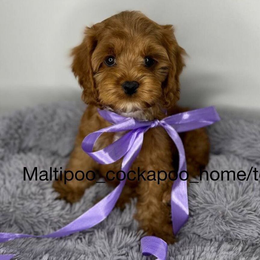 Кокапу, щенок