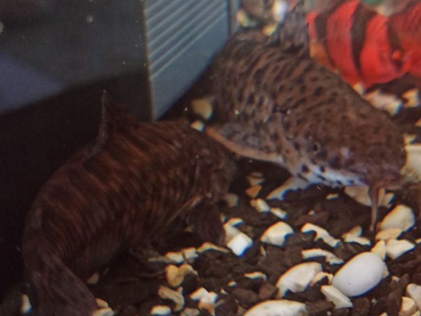 Сом Таракатум