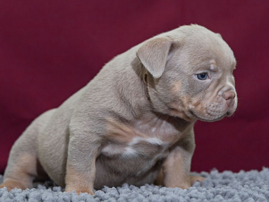 American bully micro
