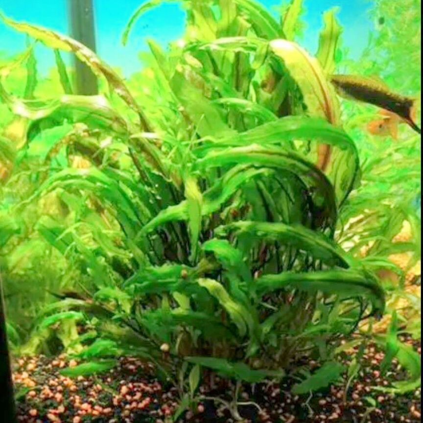 Криптокорина вендта