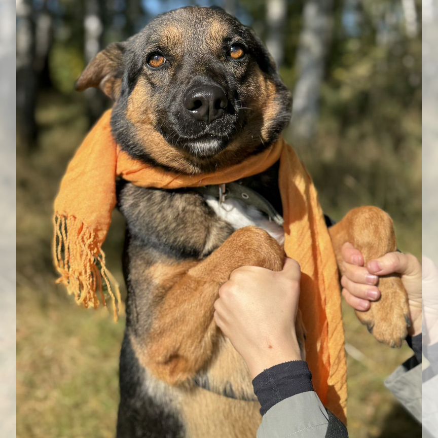 Взрослый пёс в добрые руки