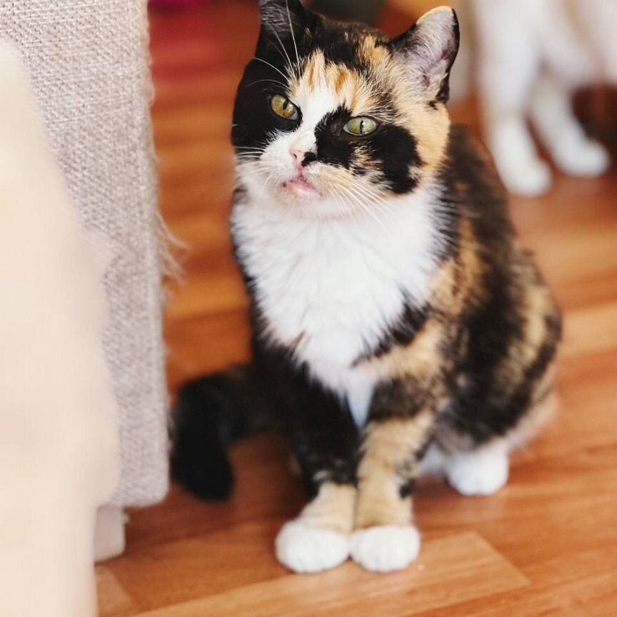 Принцесса ищет дом