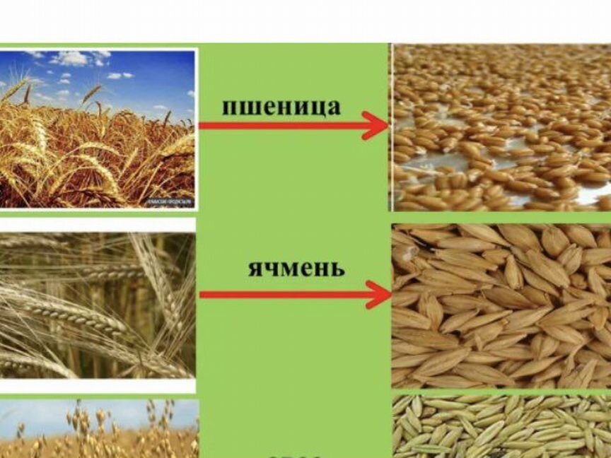 Пшеница, ячмень, овёс, горох, комбикорм