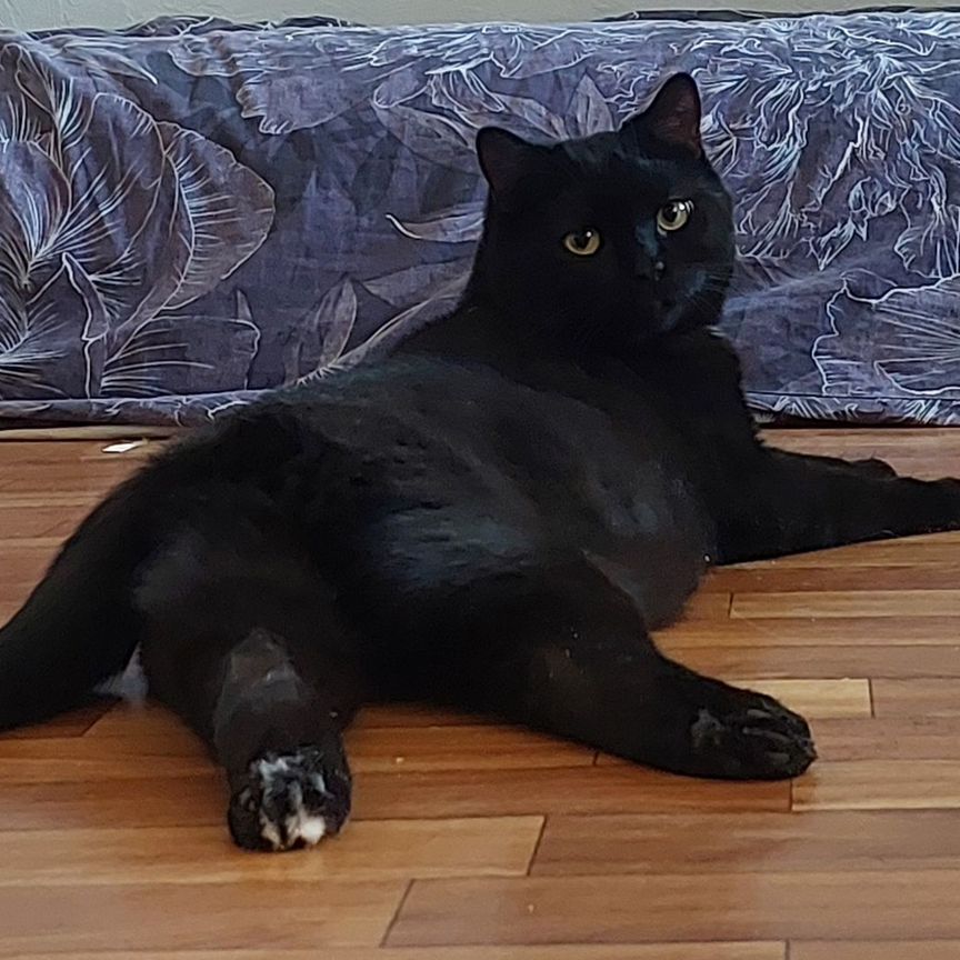 Отдам кота в добрые руки бесплатно