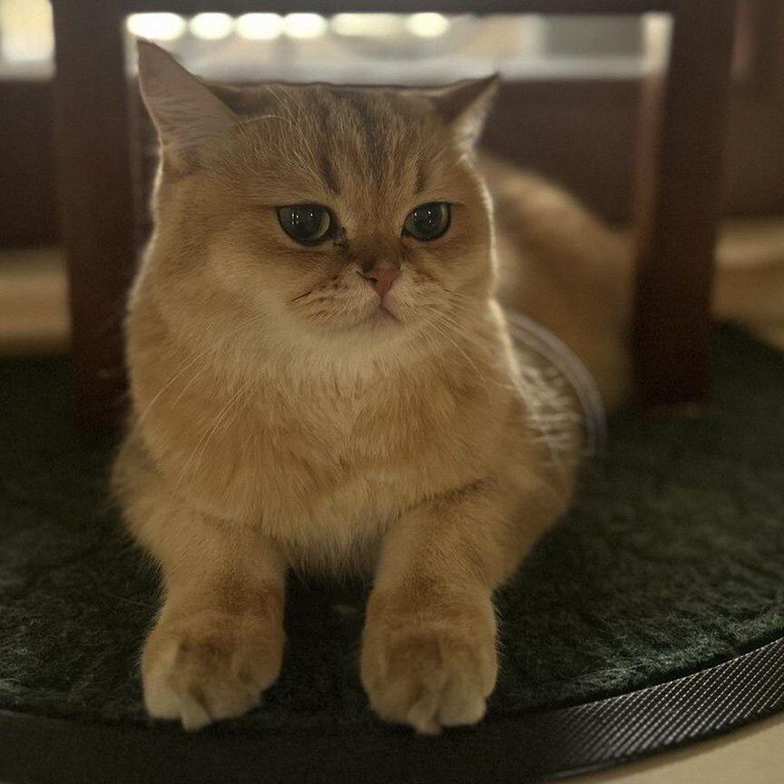 Шотландский прямоухий короткошёрстный, взрослый кот