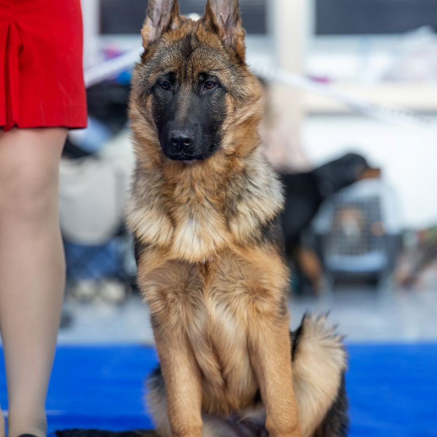 Замечательная девочка породы немецкая овчарка