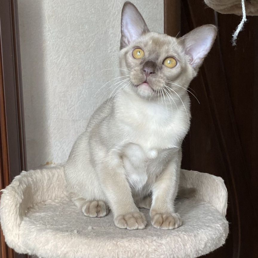 Бурманские котята